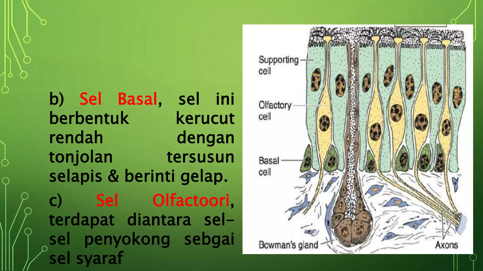 Kel 6 sistem respirasi vertebrata | PPTX