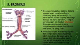 Kel 6 sistem respirasi vertebrata | PPTX