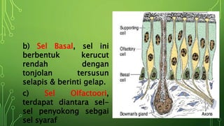 Kel 6 sistem respirasi vertebrata | PPTX