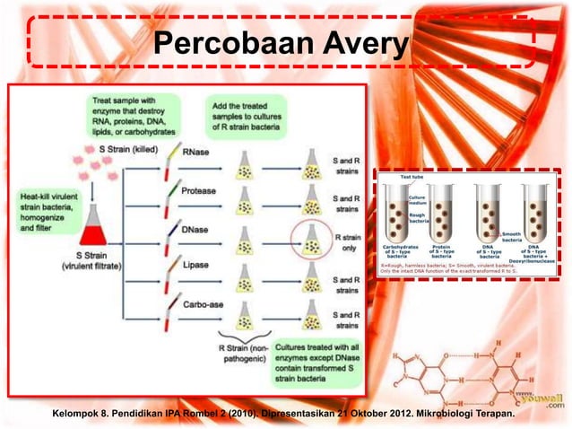 Mekanisme Transfer & Isolasi DNA | PPTX