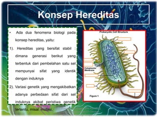 Mekanisme Transfer & Isolasi DNA | PPTX