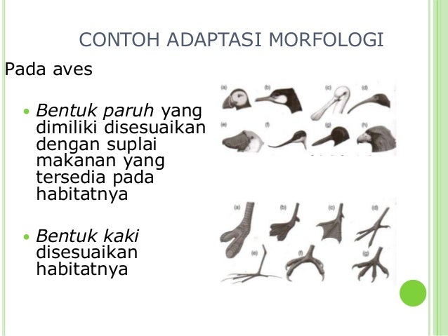 Adaptasi Morfologi Pada Bentuk Paruh Dan Kaki Pada Burung Berbagi