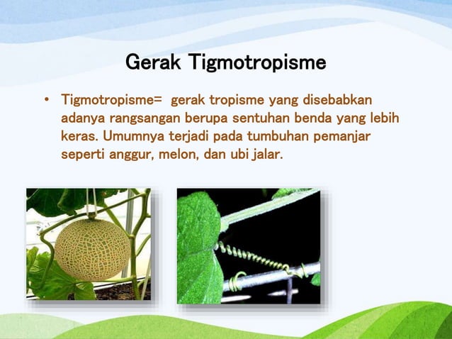 Kelas 8-gerak-tumbuhan | PPT