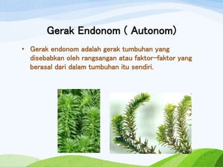 Kelas 8-gerak-tumbuhan | PPT