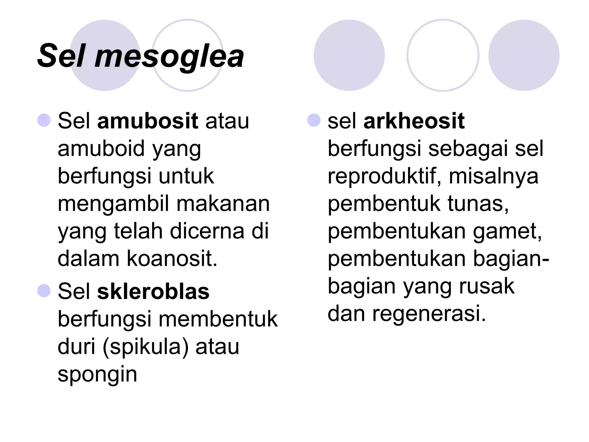 Kelas calcarea | PPT
