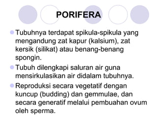 Kelas calcarea | PPT