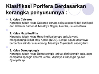 Kelas calcarea | PPT