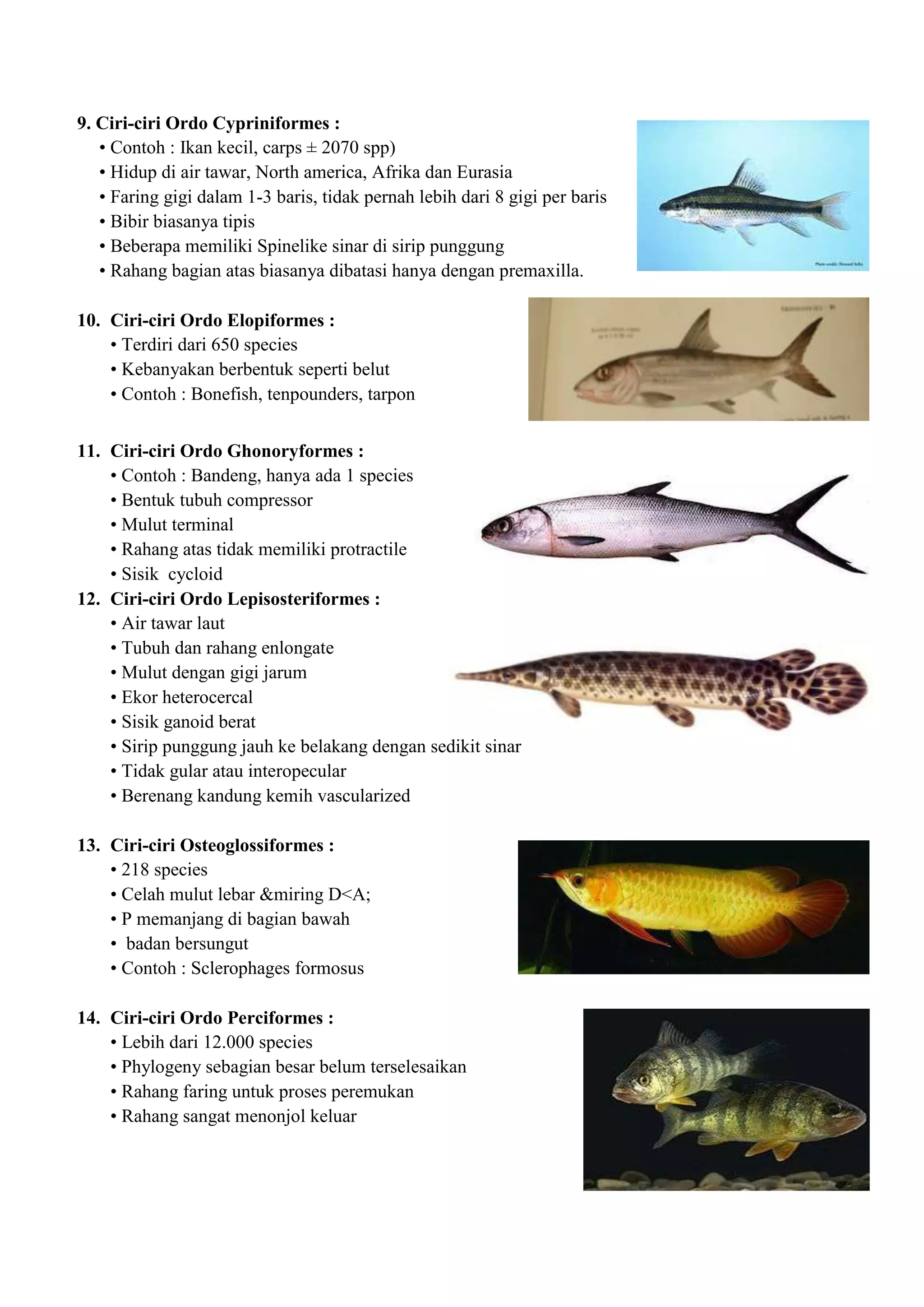 Kelas ikan-osteichthyes1 | DOCX