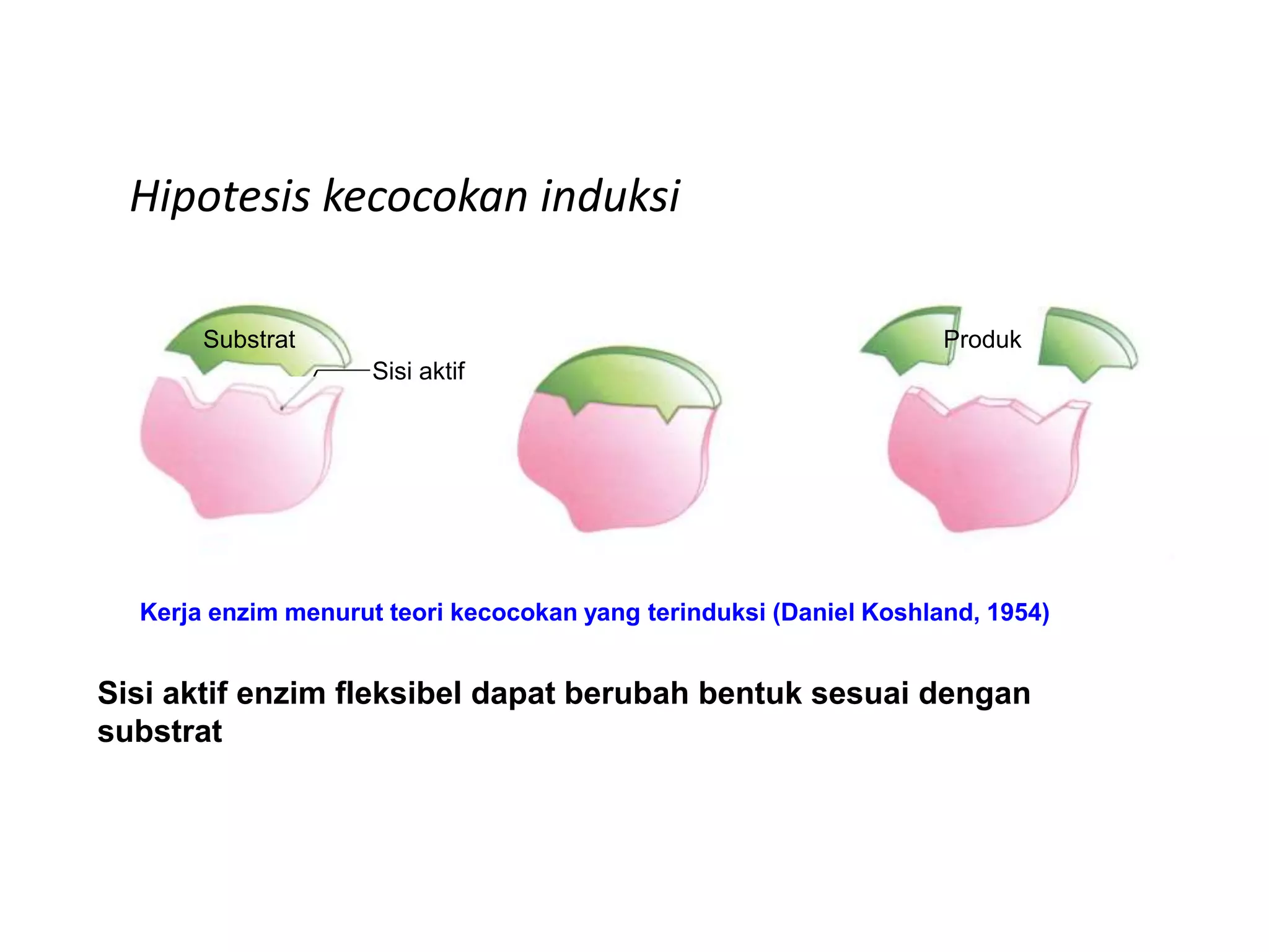 kelas 12 bab 2 enzim.pptx