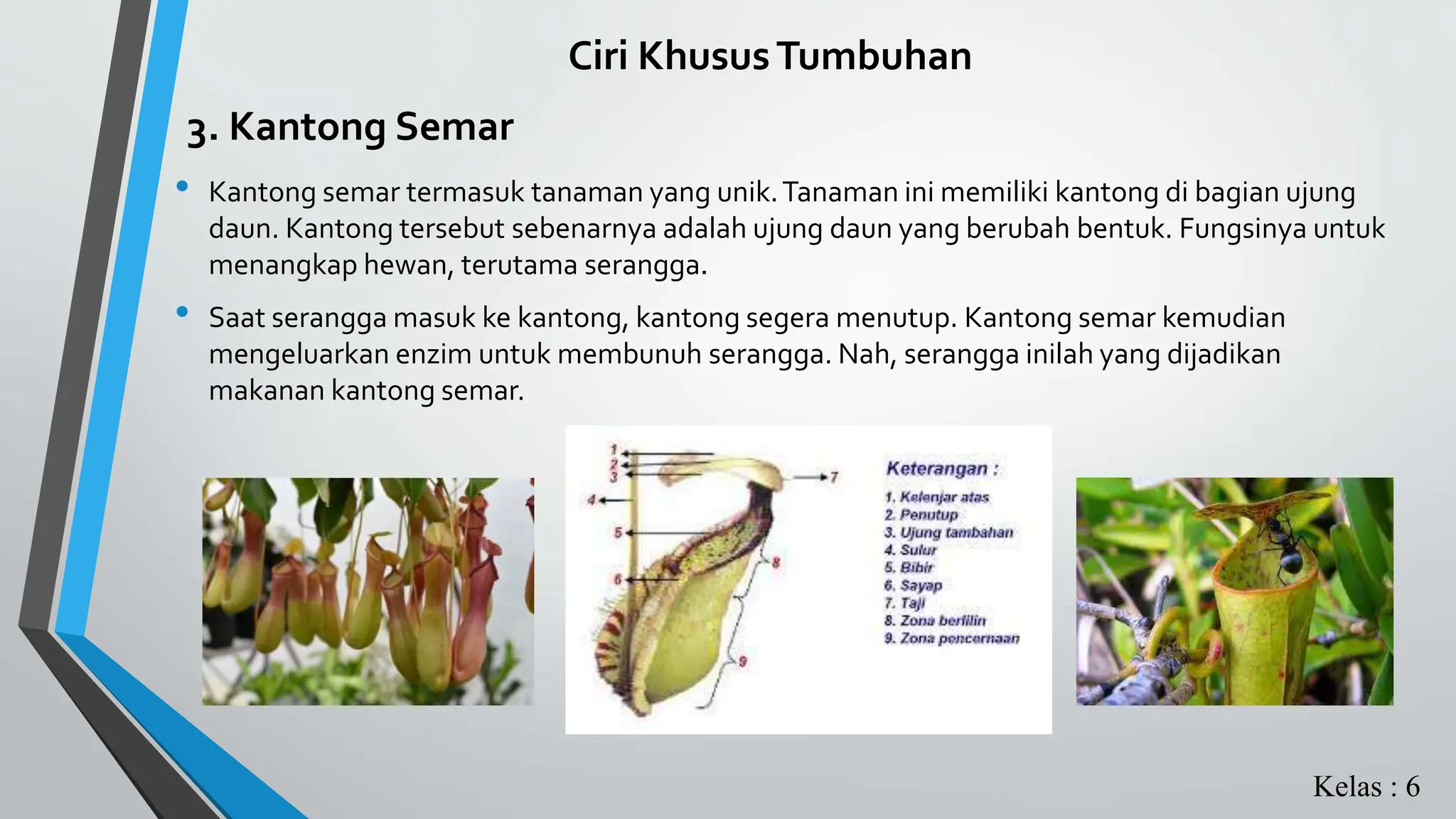 Tema 2 - Ciri Khusus Pada Tumbuhan dan Hewan.ppt
