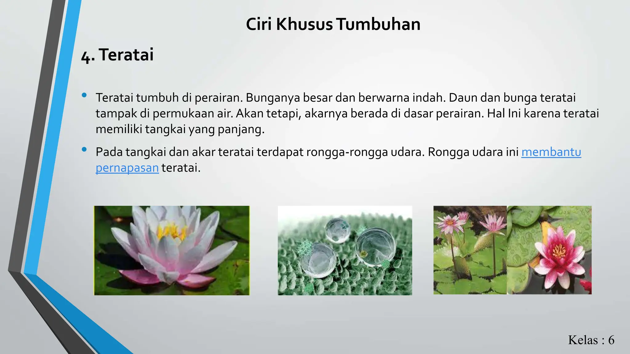 Tema 2 - Ciri Khusus Pada Tumbuhan dan Hewan.ppt