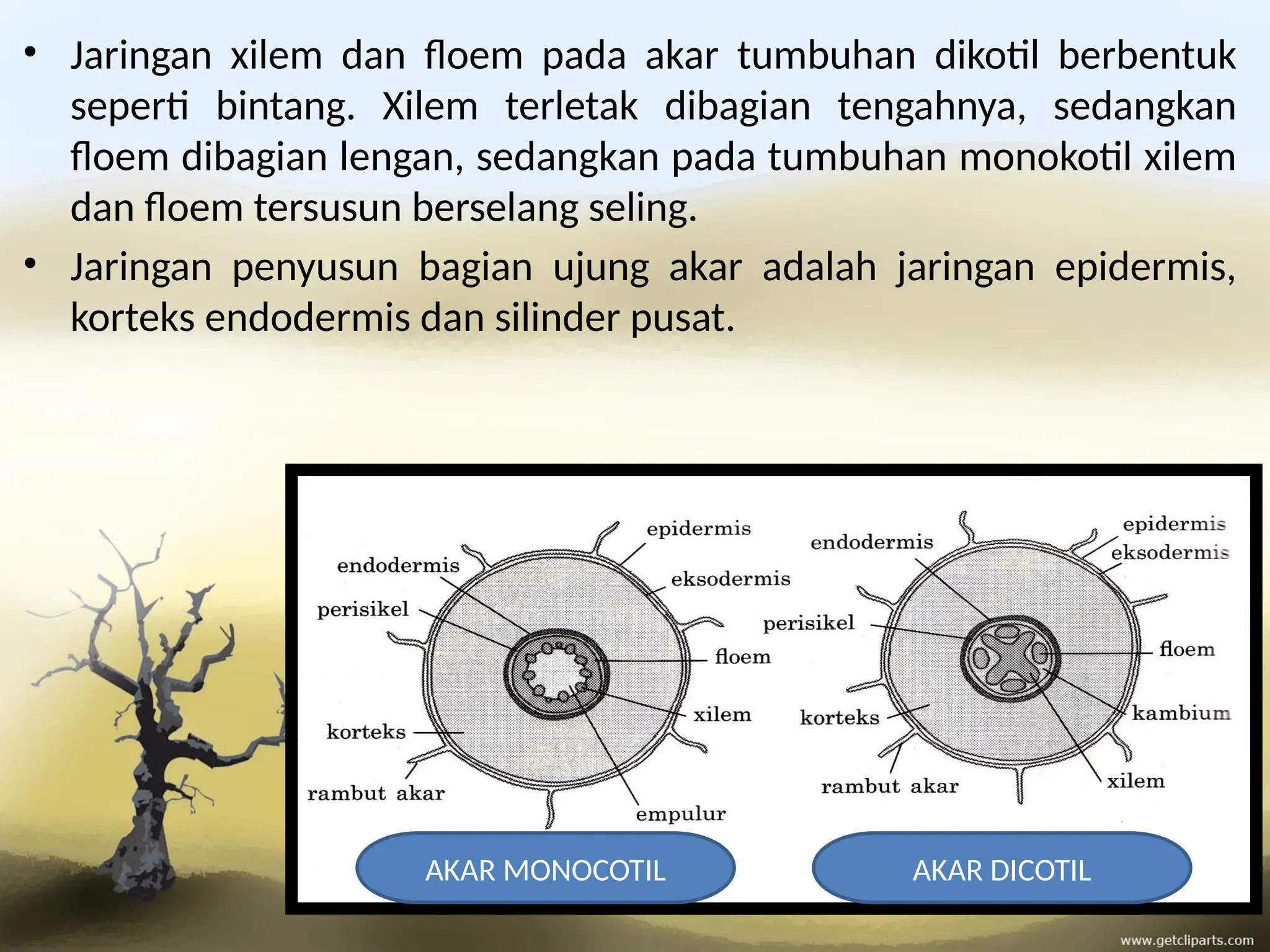 kelas 8 STRUKTUR DAN FUNGSI TUMBUHAN.pptx