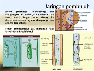kelas 8 STRUKTUR DAN FUNGSI TUMBUHAN.pptx