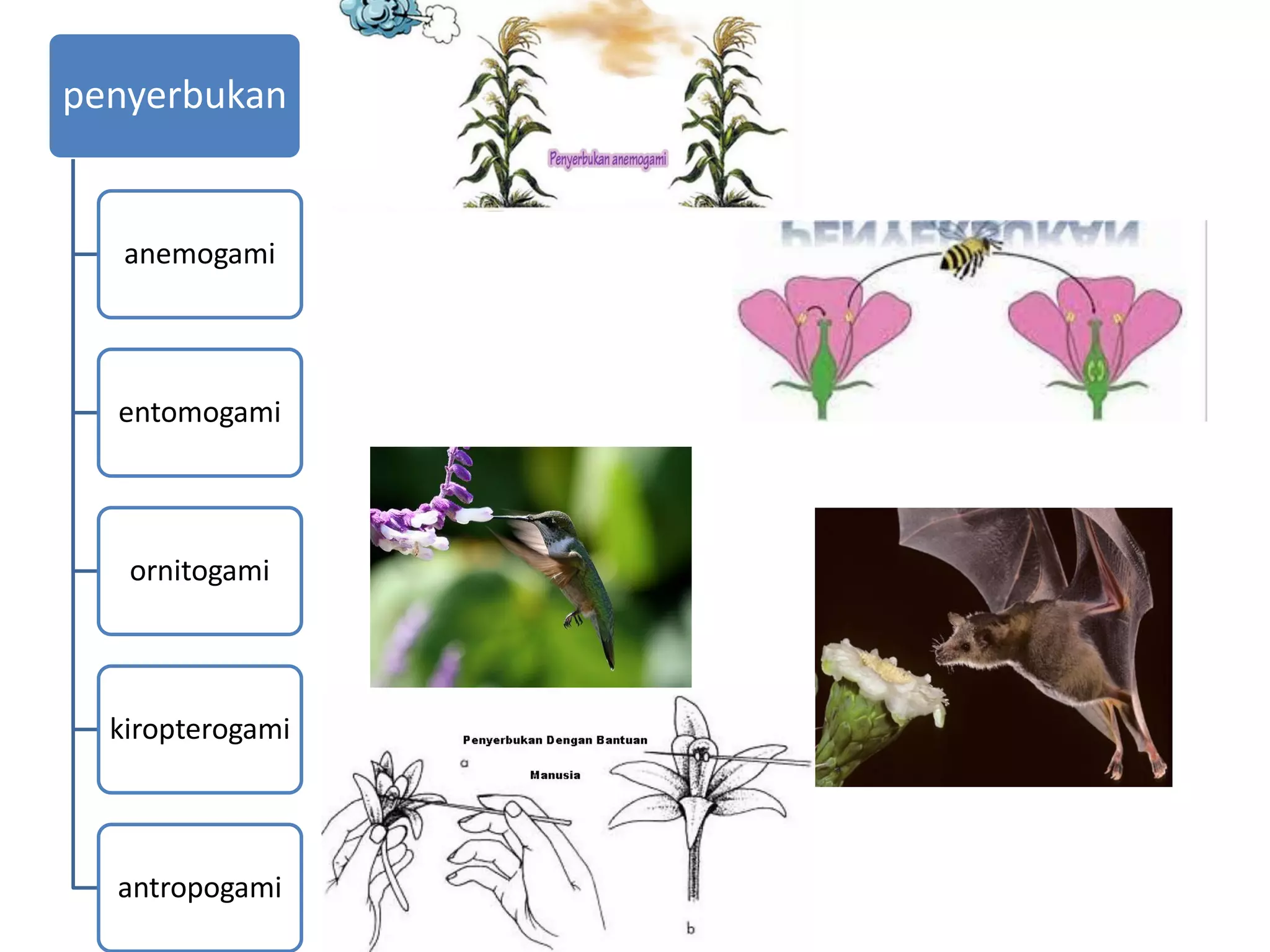 kelas 9 perkembangbiakan tumbuhan.pdf