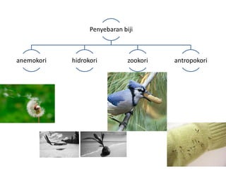 kelas 9 perkembangbiakan tumbuhan.pdf