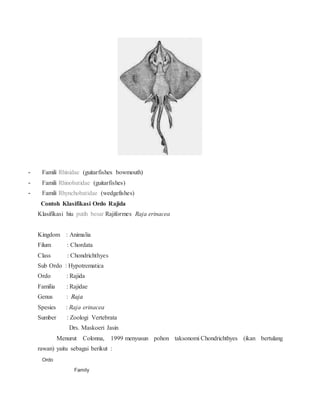 Kelas chondrichthyes | DOCX