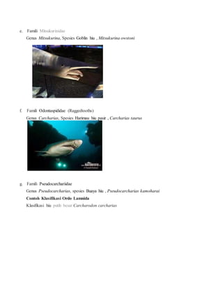 Kelas chondrichthyes | DOCX