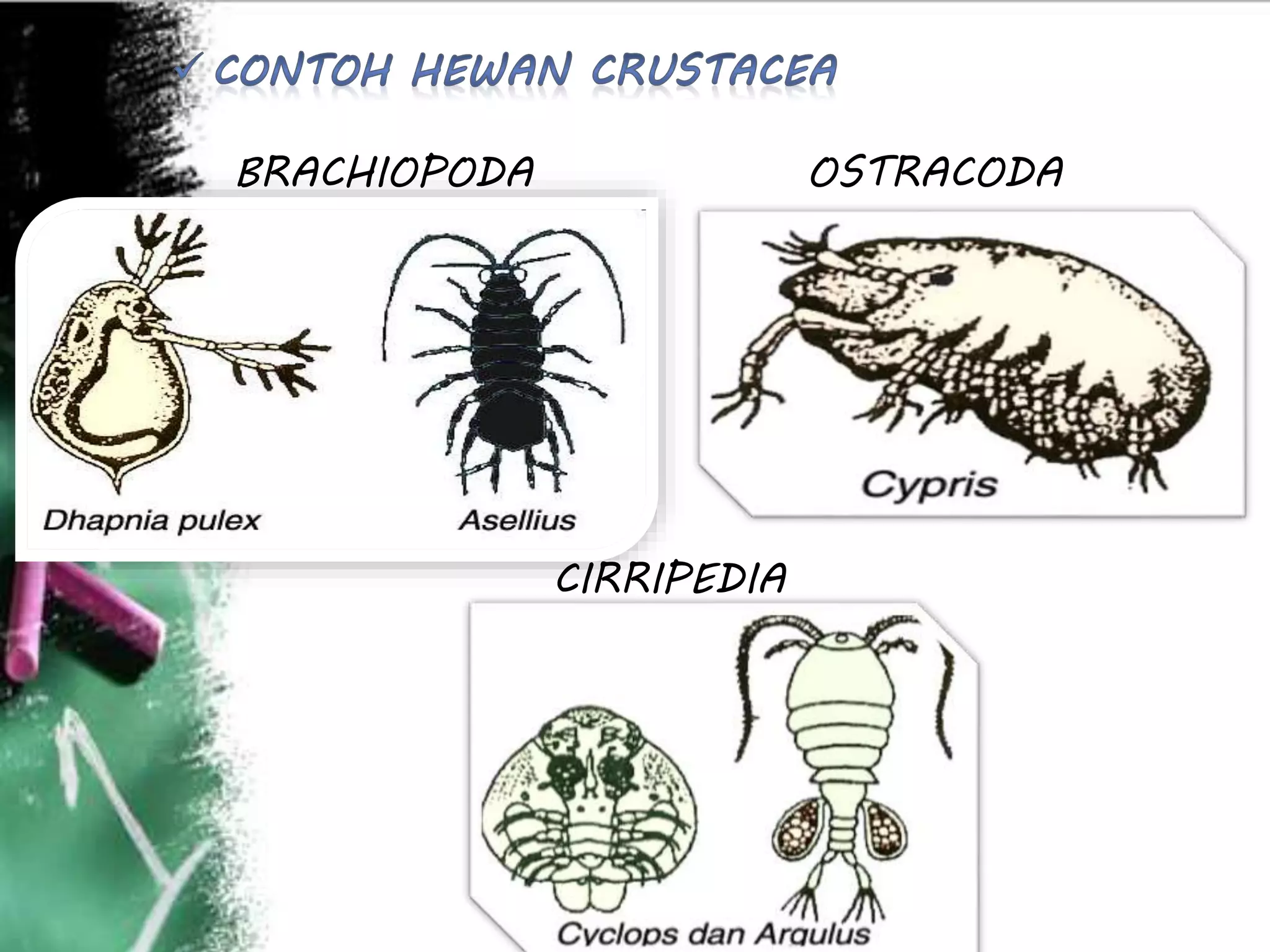 Kelas crustaceae klpk 10 | PPTX