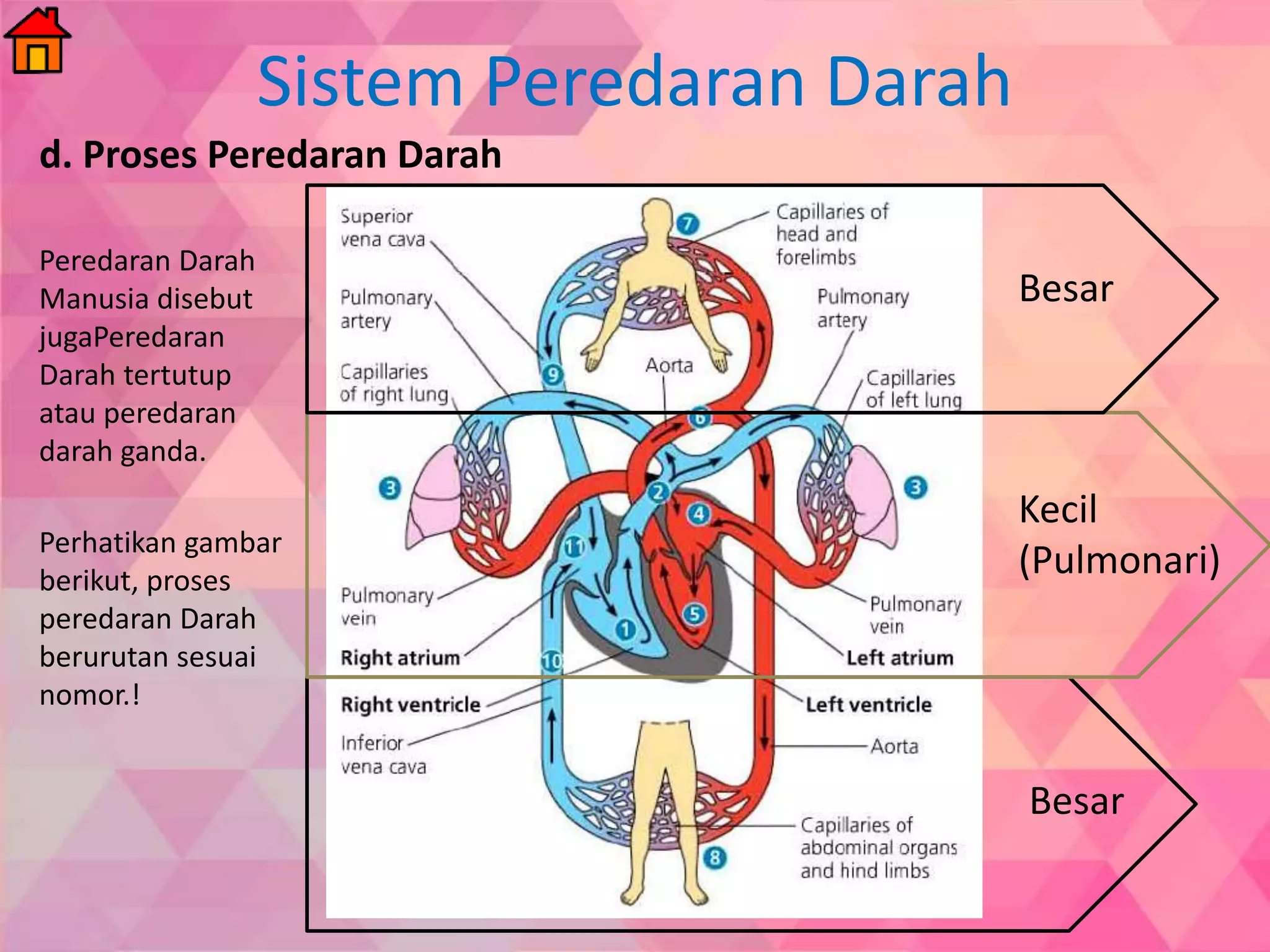 Kelas XII. sistem sirkulasi | PPTX