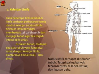 Kelas XII. sistem sirkulasi | PPTX