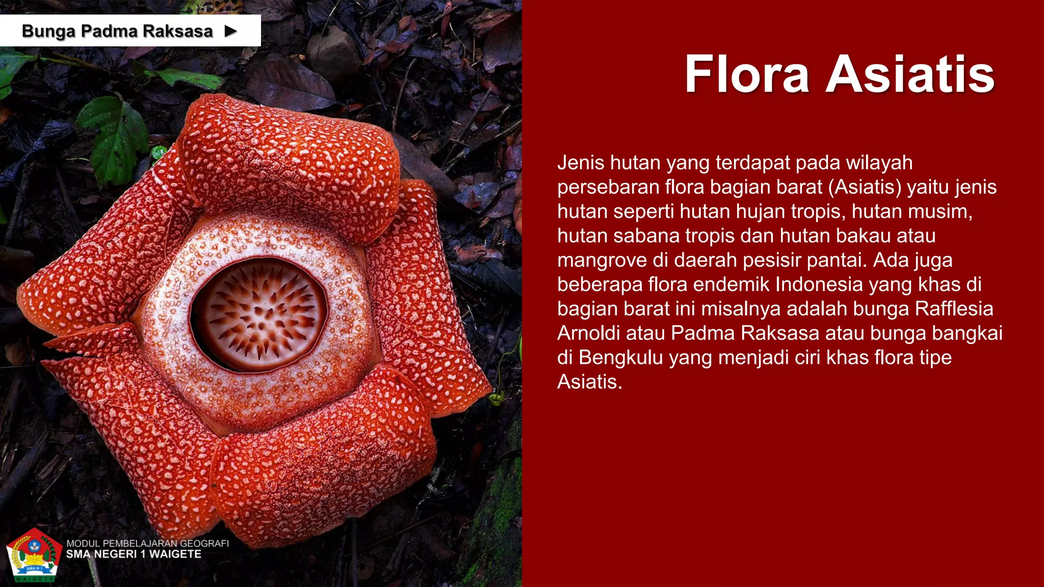 PDF - XI - MODUL GEOGRAFI - MATERI PEMBELAJARAN - KD 3.1 - FLORA DAN ...