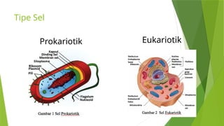 Materi Mata Pelajaran Sel kelas XI Sekolah Menengah Atas | PPTX
