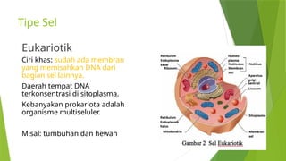 Materi Mata Pelajaran Sel kelas XI Sekolah Menengah Atas | PPTX