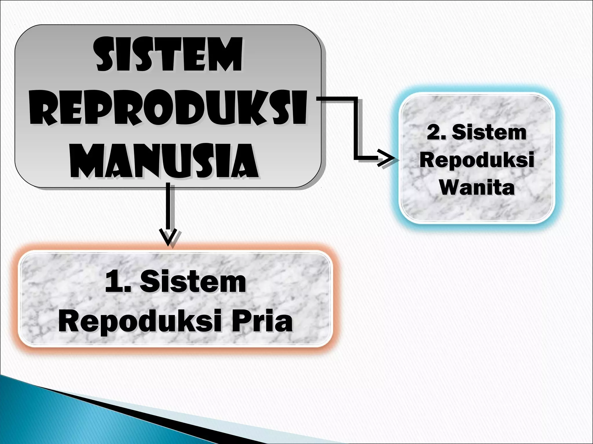 Kelas xi sistem reproduksi manusia | PPT