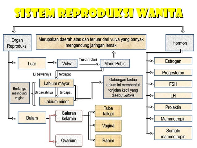 Kelas xi sistem reproduksi manusia | PPT