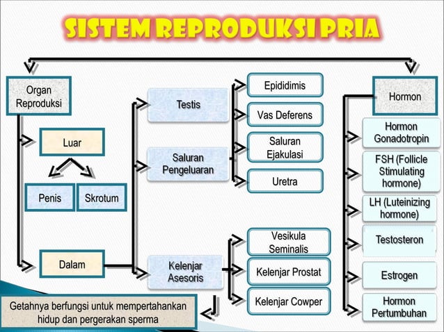 Kelas xi sistem reproduksi manusia | PPT