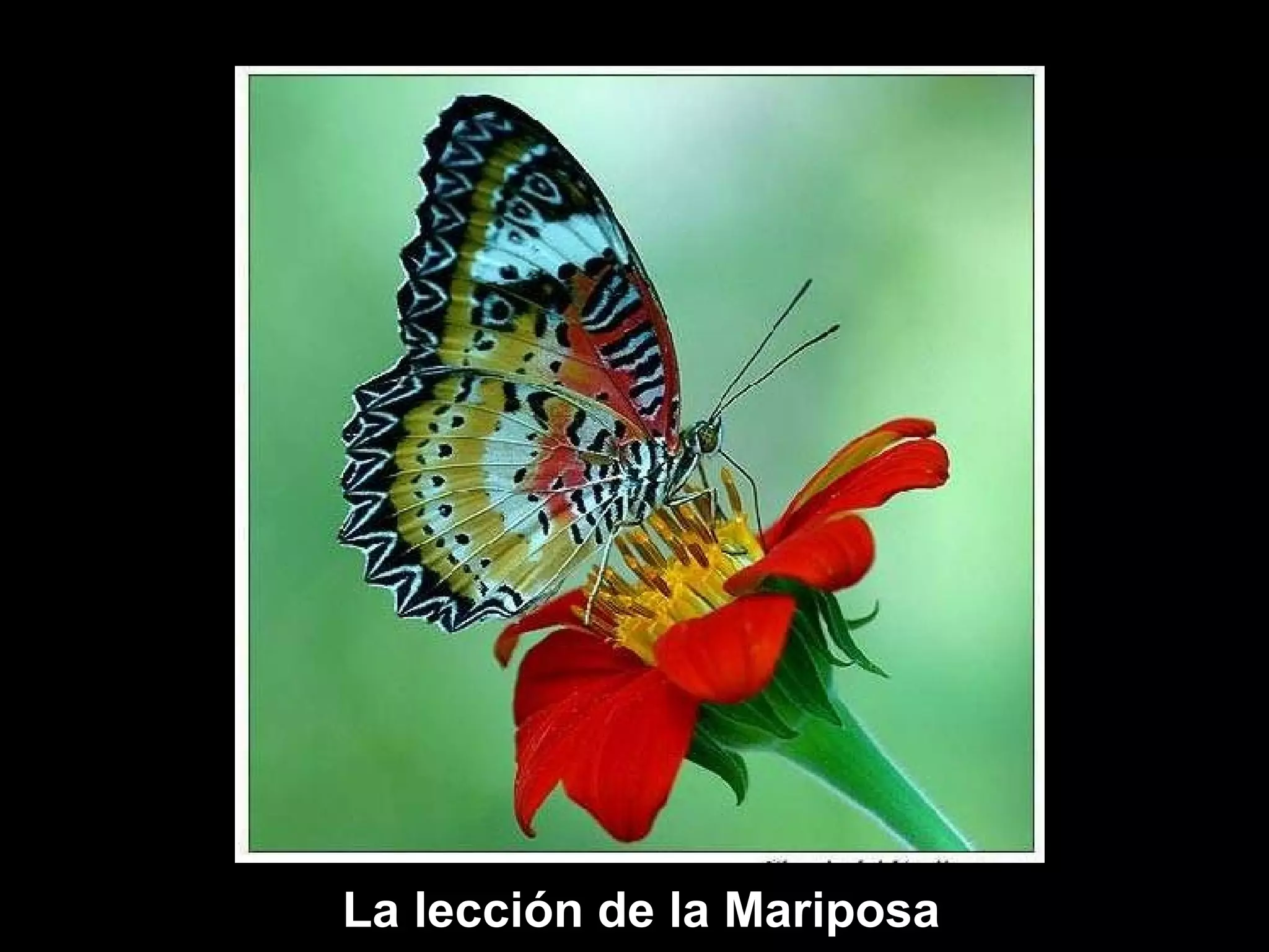 Kelebek Can Akin | PPT