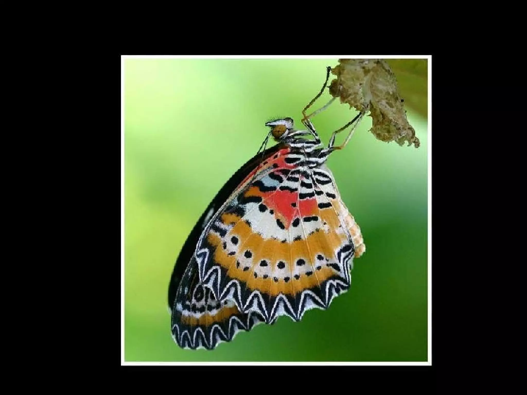 Kelebek Can Akin | PPT