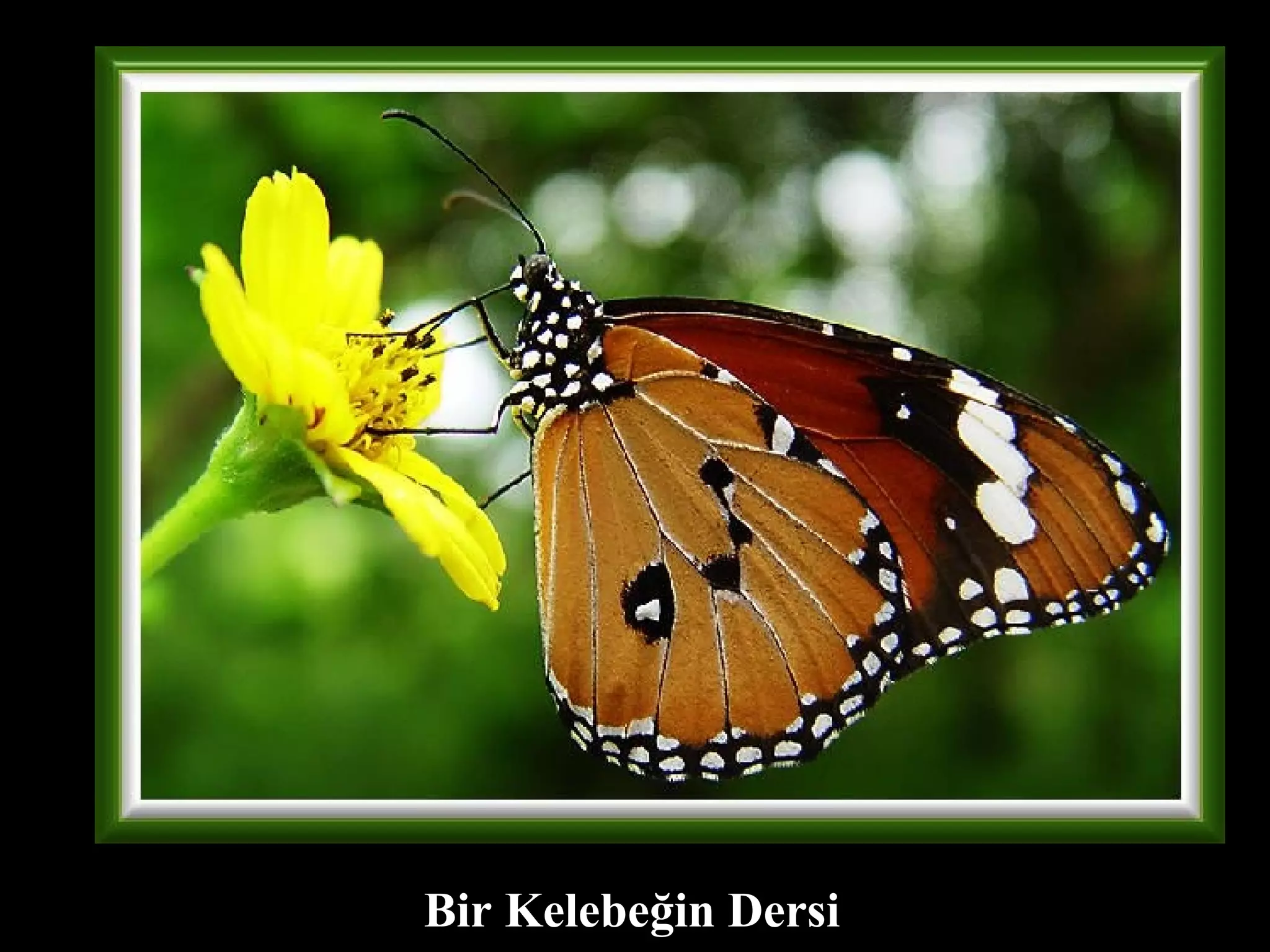 Kelebek Can Akin | PPT