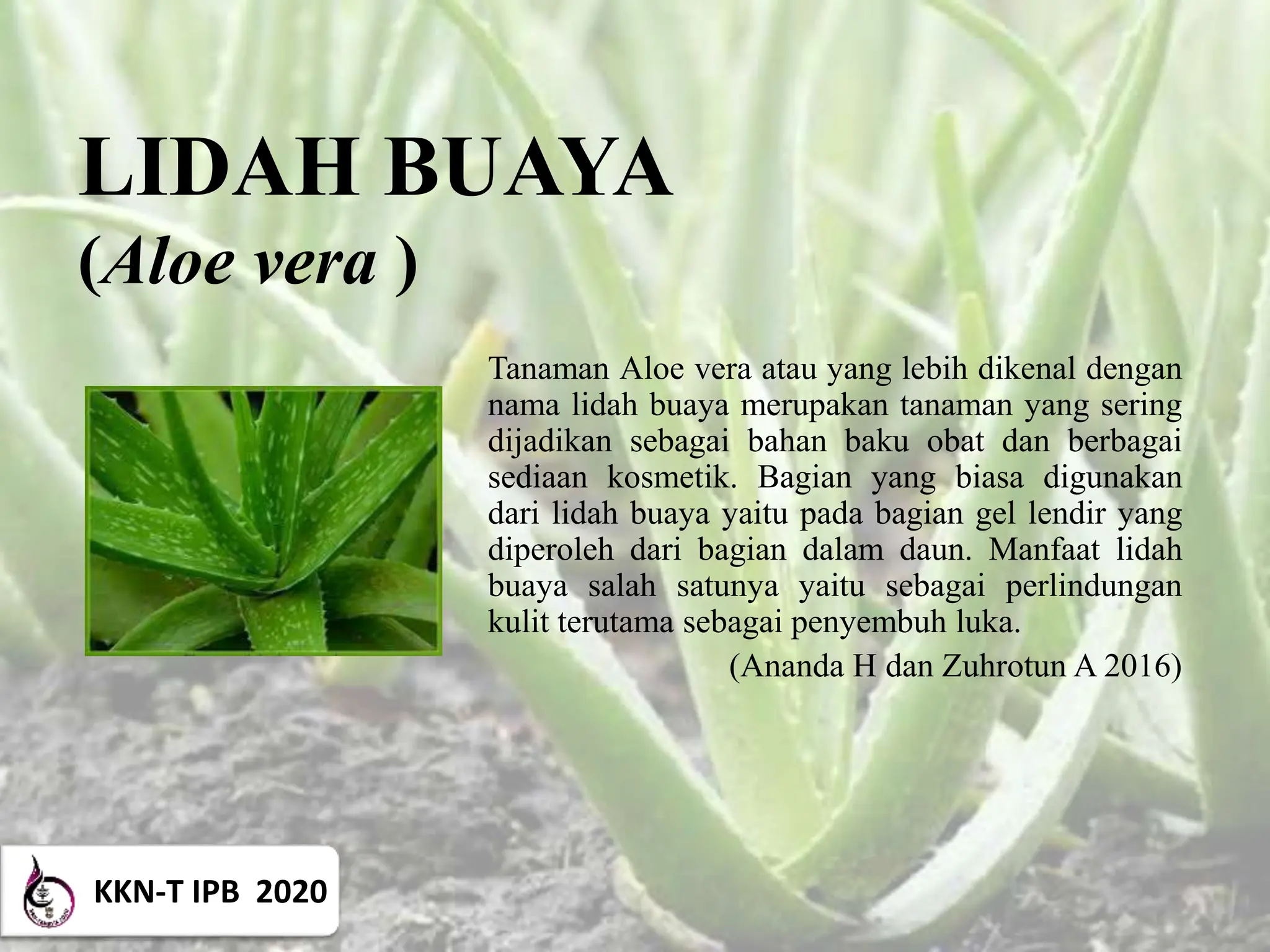 tata cara budidaya kelengkeng yang baik dan benar | PPTX