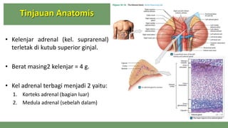 Kelenjar_Adrenal.pptx