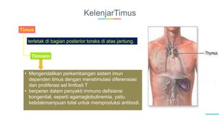 SISTEM HORMON (Kelenjar adrenal & kelenjar timus) | PPTX