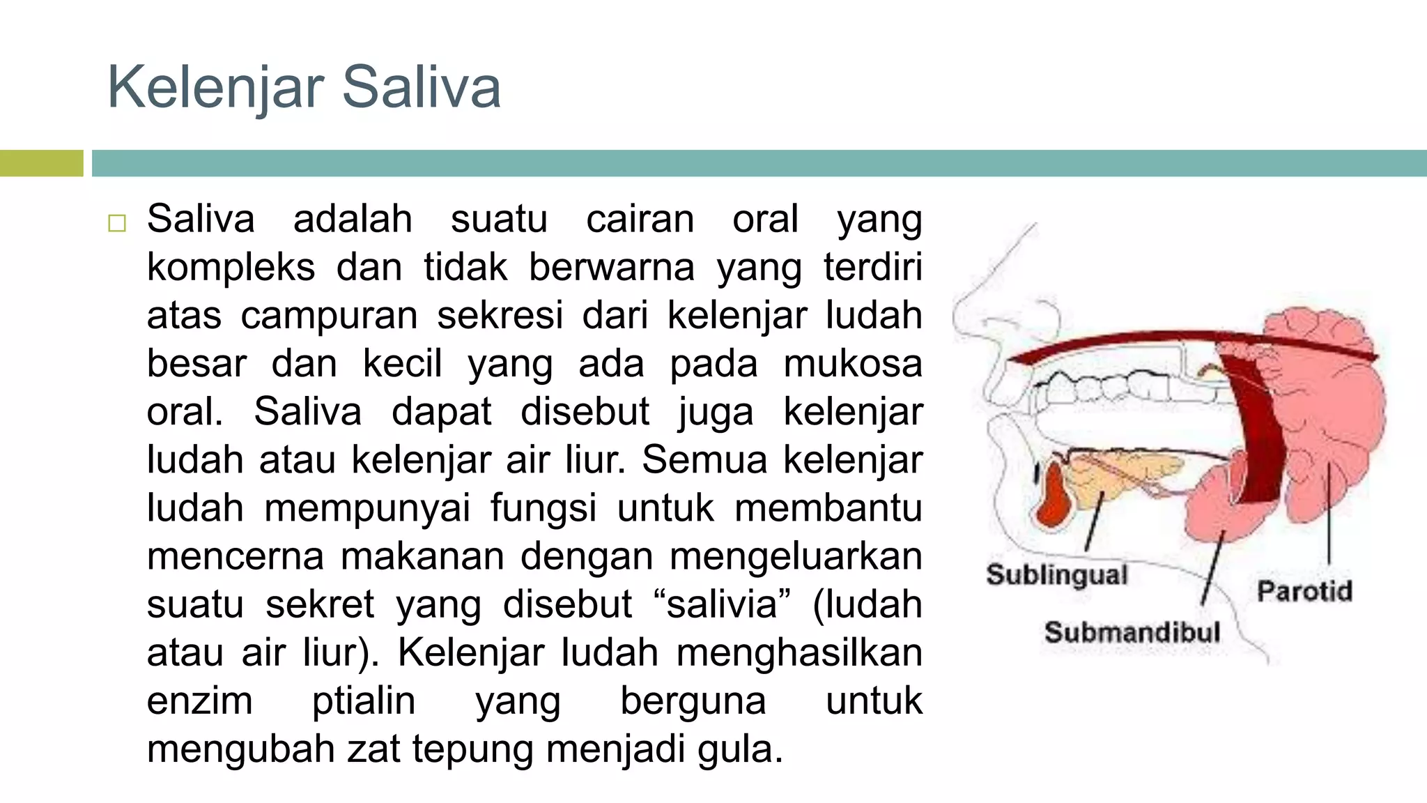 Kelenjar pencernaan | PPTX