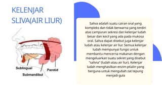 Kelenjar pencernaan pada manusia dan fungsinya | PPT