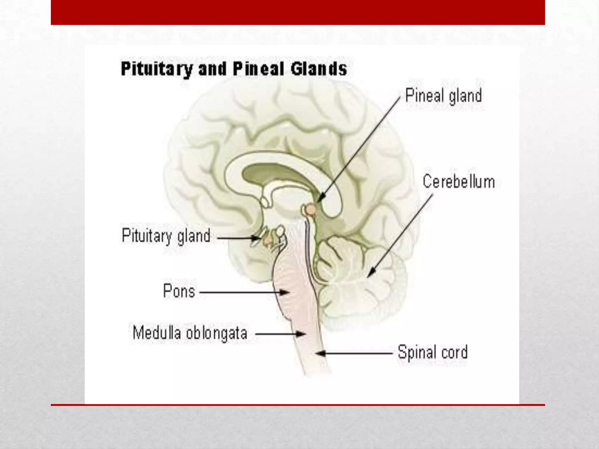 Kelenjar pineal | PPTX