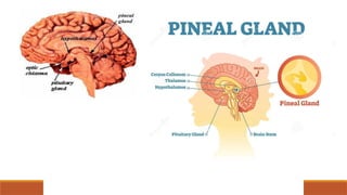 kelenjar pineal hormon endokrinologi.pptx