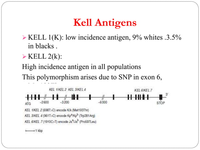 Kell blood group system | PPTX | Blood Disorders | Diseases and Conditions