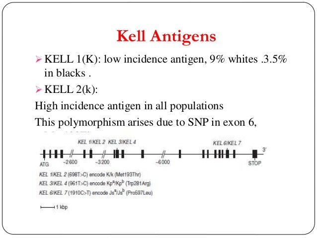 Kell blood group system