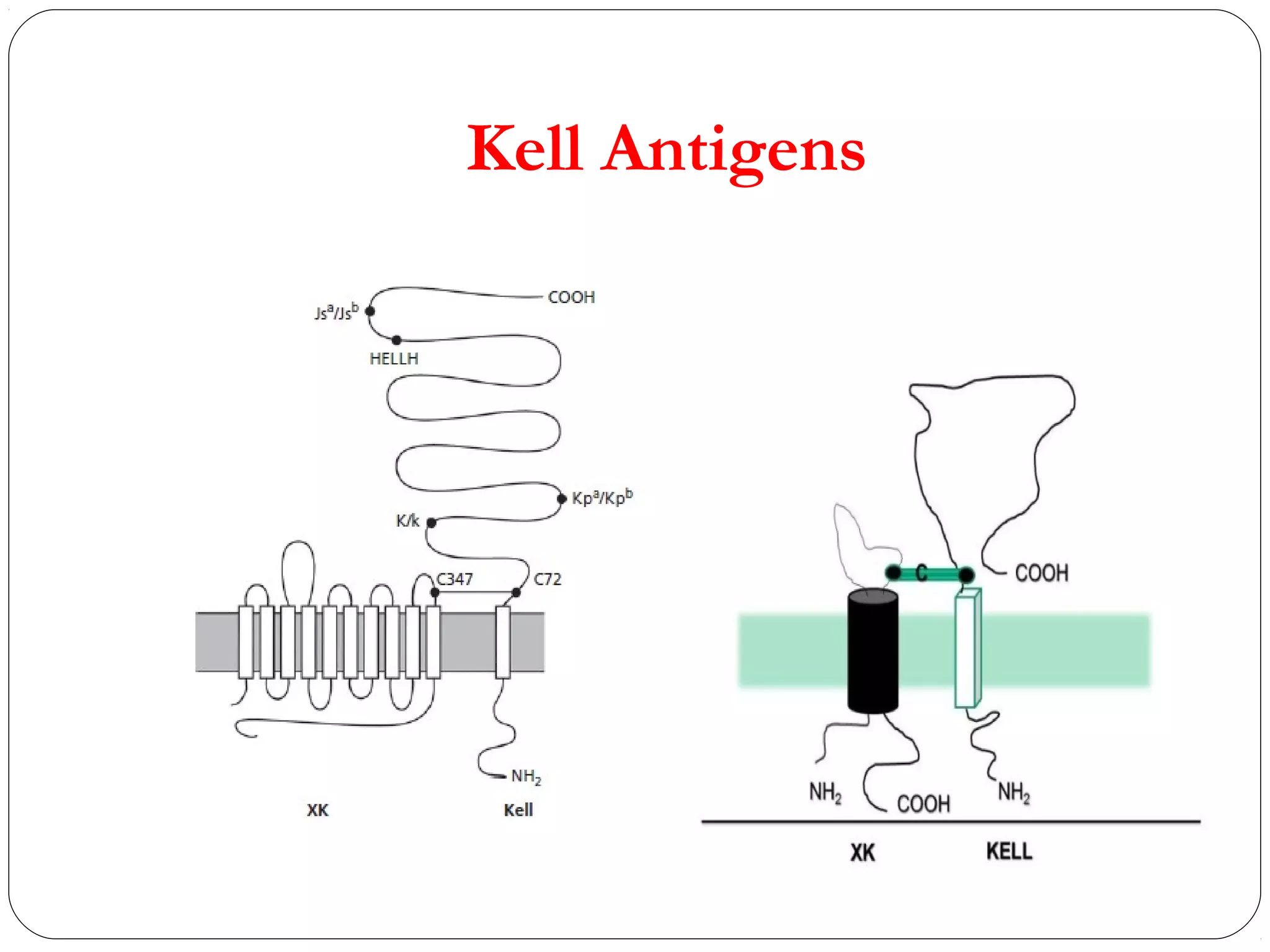 Kell blood group system | PPT