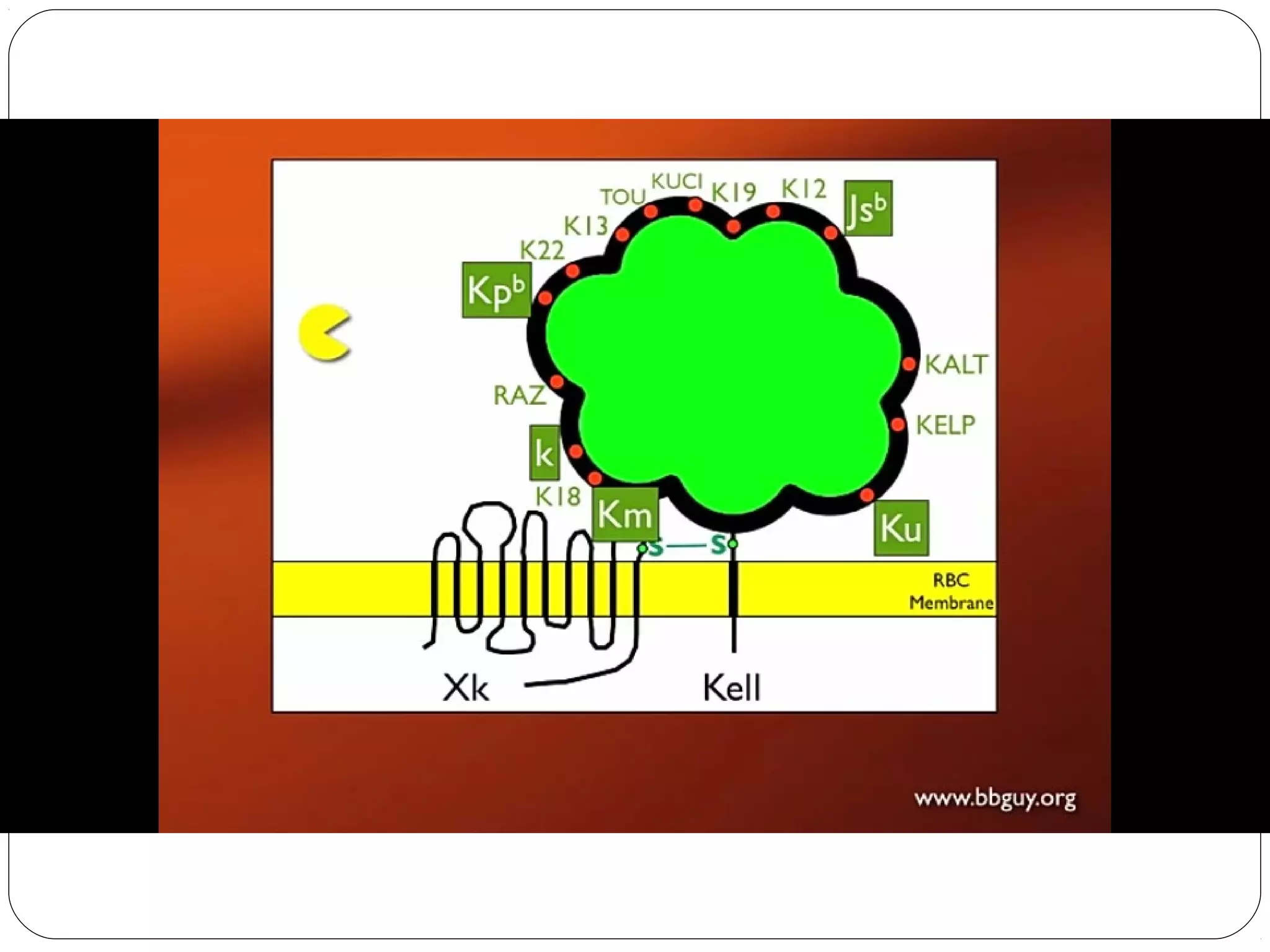 Kell blood group system | PPT