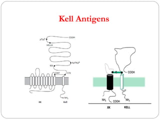 Kell blood group system | PPT