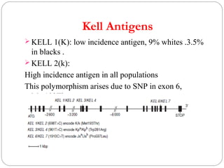 Kell blood group system | PPT