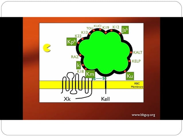 Kell blood group system | PPT