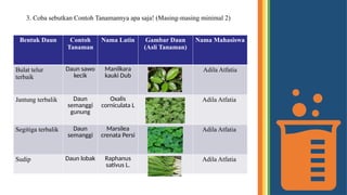 Kelompak 4 Farmakognosi Daun dan Batang.pptx