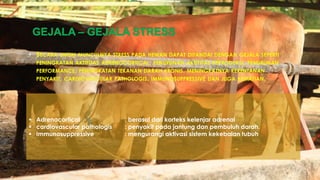 Penyakit Stress Ruminansia | PPTX