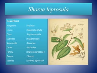 SHOREA LEPROSULA | PPTX
